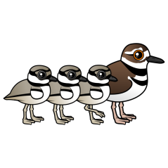Killdeer & three chicks