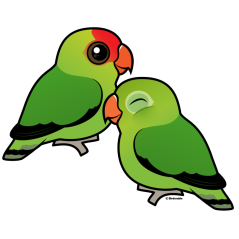 Abyssinian Lovebird Adorable Pair