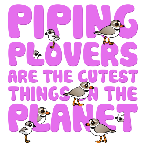 Piping Plovers are the Cutest