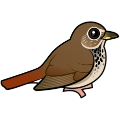 Hermit Thrush