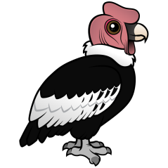 Andean Condor