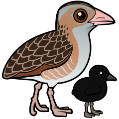 Corn Crake with baby