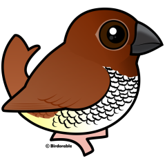 Scaly-breasted Munia | Spice Finch Apparel and Gifts