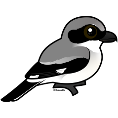 Loggerhead Shrike