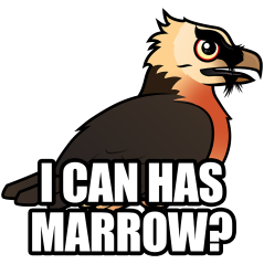 Funny I Can Has Marrow Meme Spoof w/ Bearded Vulture