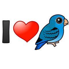 I Love Cobalt Lineolated Parakeets
