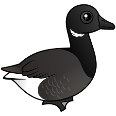 Dark-bellied Brant Goose