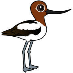 Birdorable Red-necked Avocet Cute Cartoon Bird Gifts & Shirts