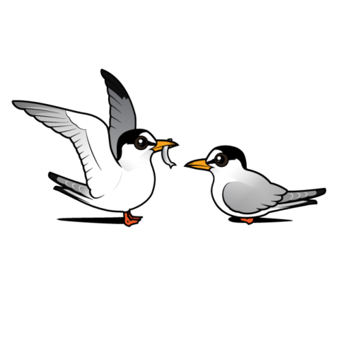 Cute Cartoon Least Terns T-Shirts & Gifts for Birders