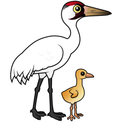 Whooping Crane with Chick