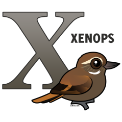 Birdorable Alphabet: X is for Xenops Cute Bird Gifts