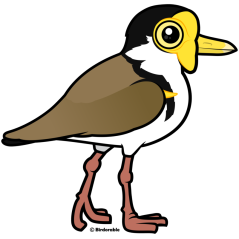 Masked Lapwing Cartoon Bird Shirts & Gifts