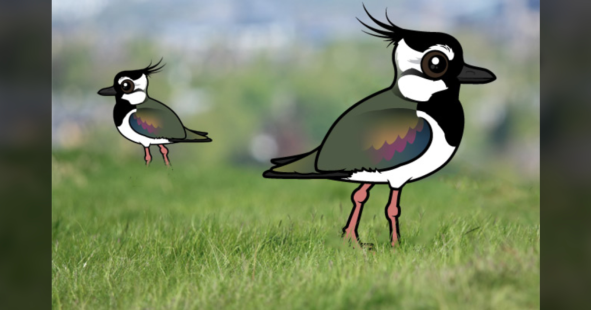 The Iridescent World of the Northern Lapwing at Birdorable