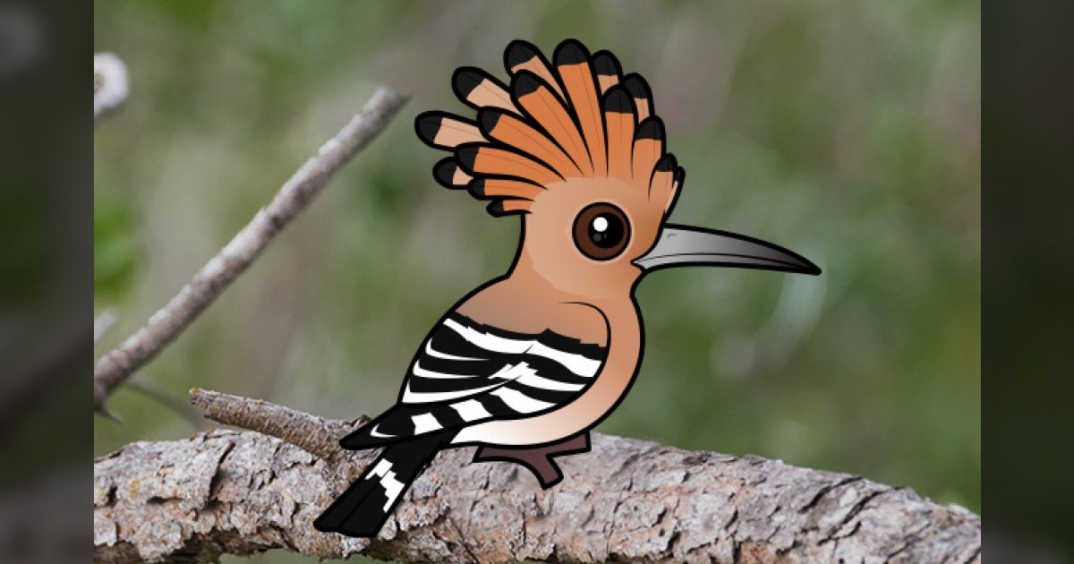 Hoopoe Highlights: Discovering the Cute and Crested Birdorable