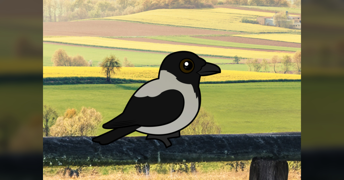 Meet the Birdorable Hooded Crow: Elegance Meets Intelligence