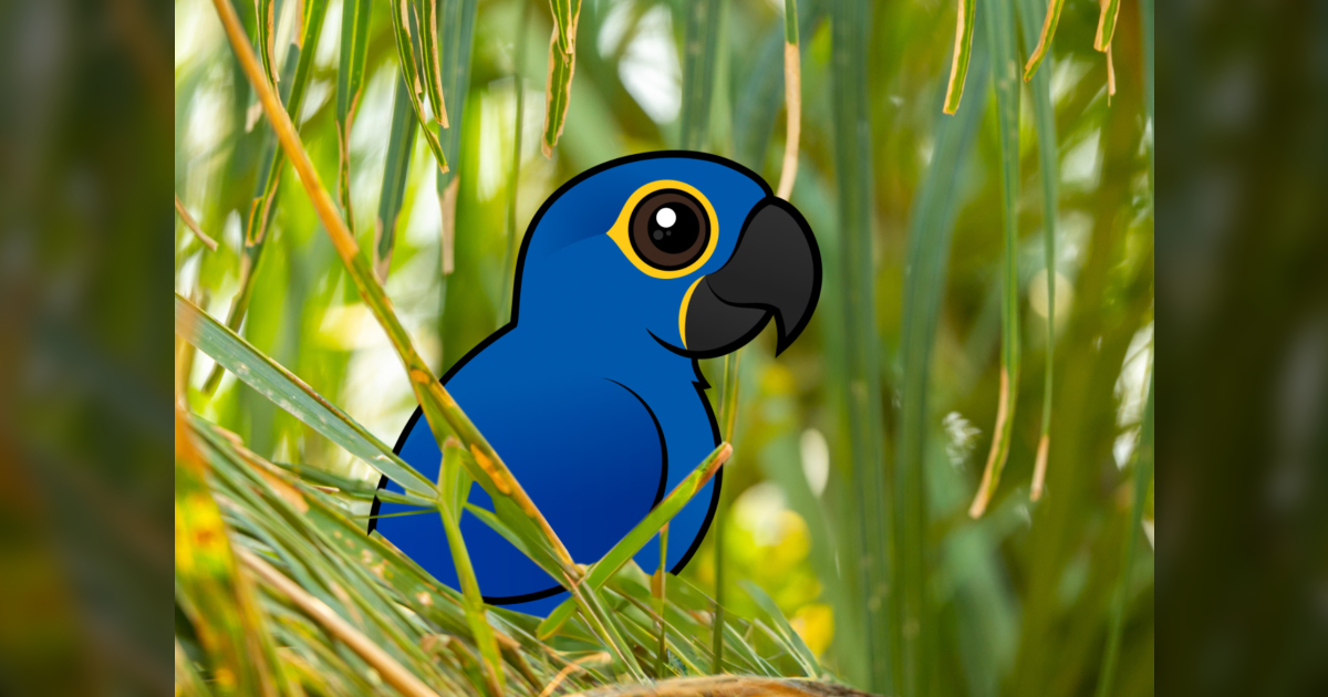 Discover the Hyacinth Macaw: The World's Largest Flying Parrot