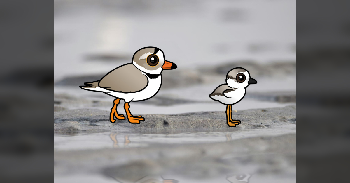 The Piping Plover: Navigating the Challenges of Conservation