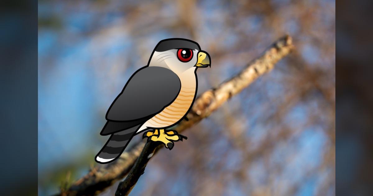 The Birdorable Cooper's Hawk: An Avian Daredevil of the Forest