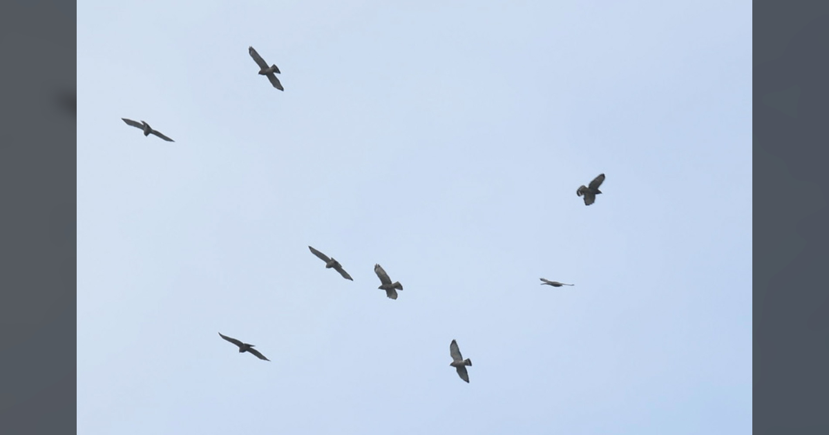 Broad-winged Hawks Migration: The Beauty of Kettles in the Sky