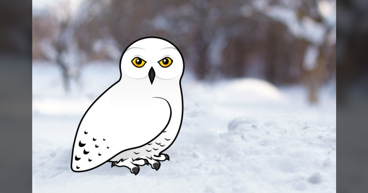 Snowy Owl Facts