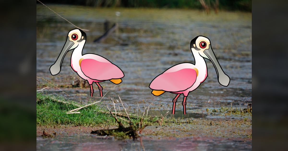 Discover 10 Fascinating Facts About the Cute Roseate Spoonbill
