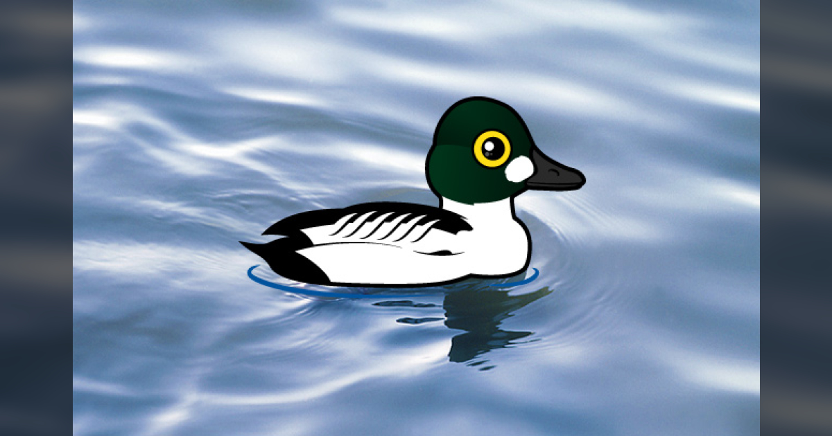 Meet the Common Goldeneye: A Global Traveler of Sea and Sky