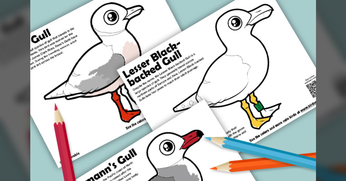 New Seagull Coloring Pages by Birdorable