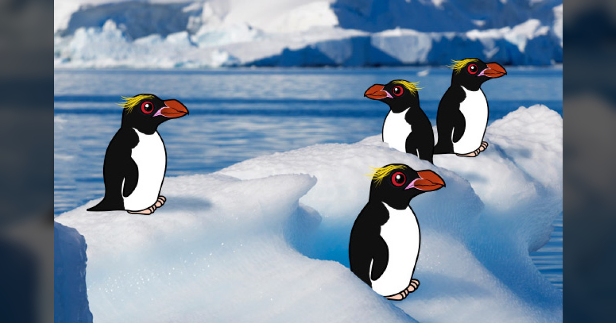 How the Macaroni Penguin got its Flamboyant Name