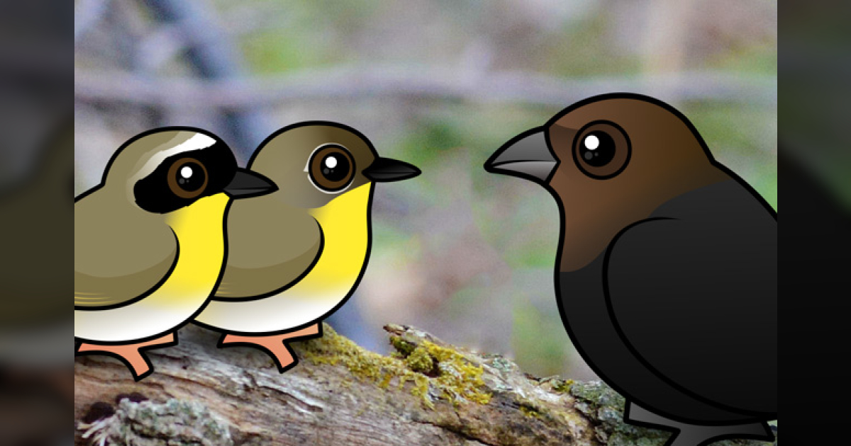 Birdorable Bird Term: Brood Parasite Meaning Explained