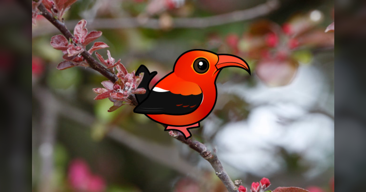 Hawaii's Iiwi: ABA Bird of 2018