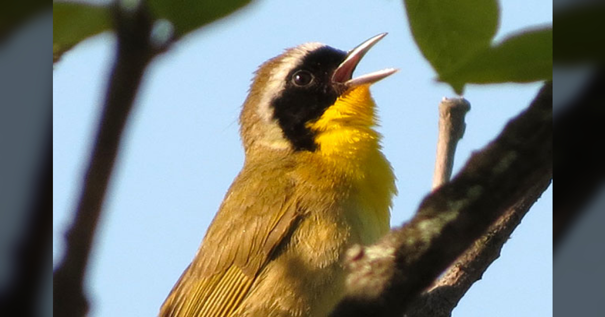 Warbler Extremes: Cool Bird Facts about Warblers