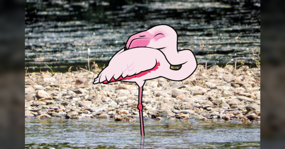 Learn About Flamingos