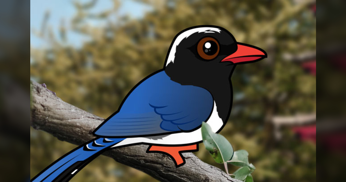 Asia's Feathered Gem: Meet the Birdorable Red-billed Blue-Magpie