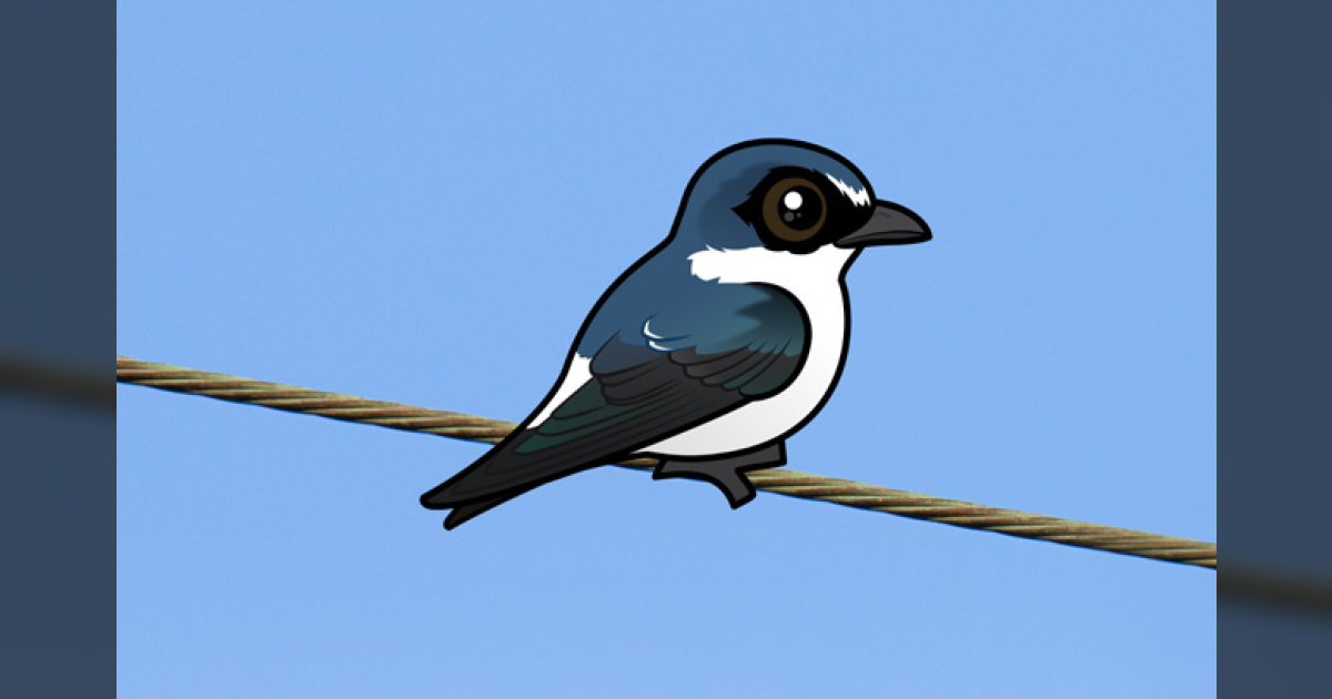 Meet the White-rumped Swallow: A Graceful Aerial Acrobat