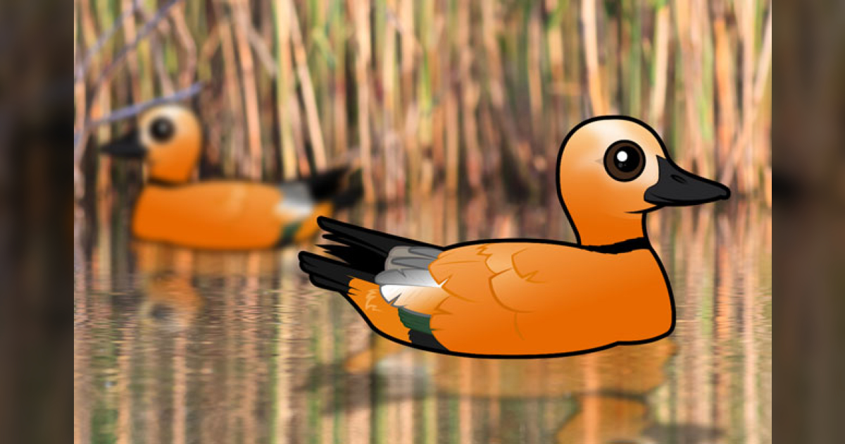 Introducing the Ruddy Shelduck: A Colorful Addition to Birdorable