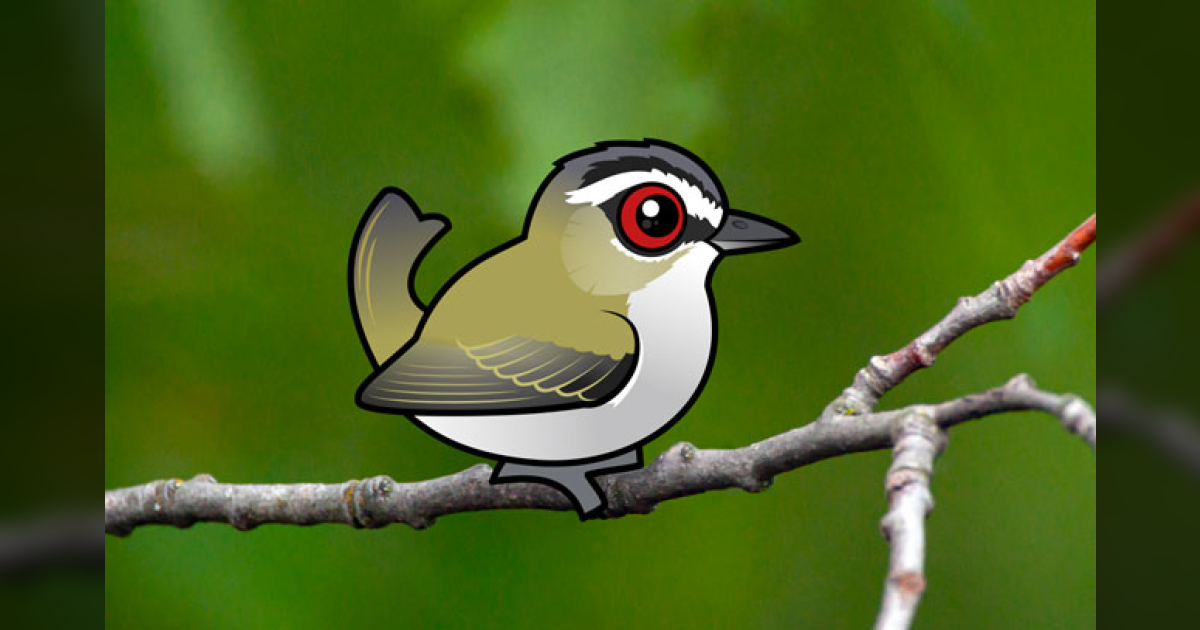 Meet the Red-eyed Vireo: A Songbird with a Memorable Tune