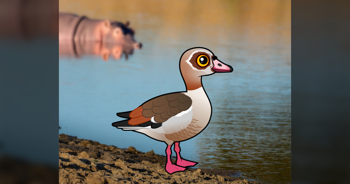 Meet the Egyptian Goose: A Striking Waterfowl of Africa & Beyond