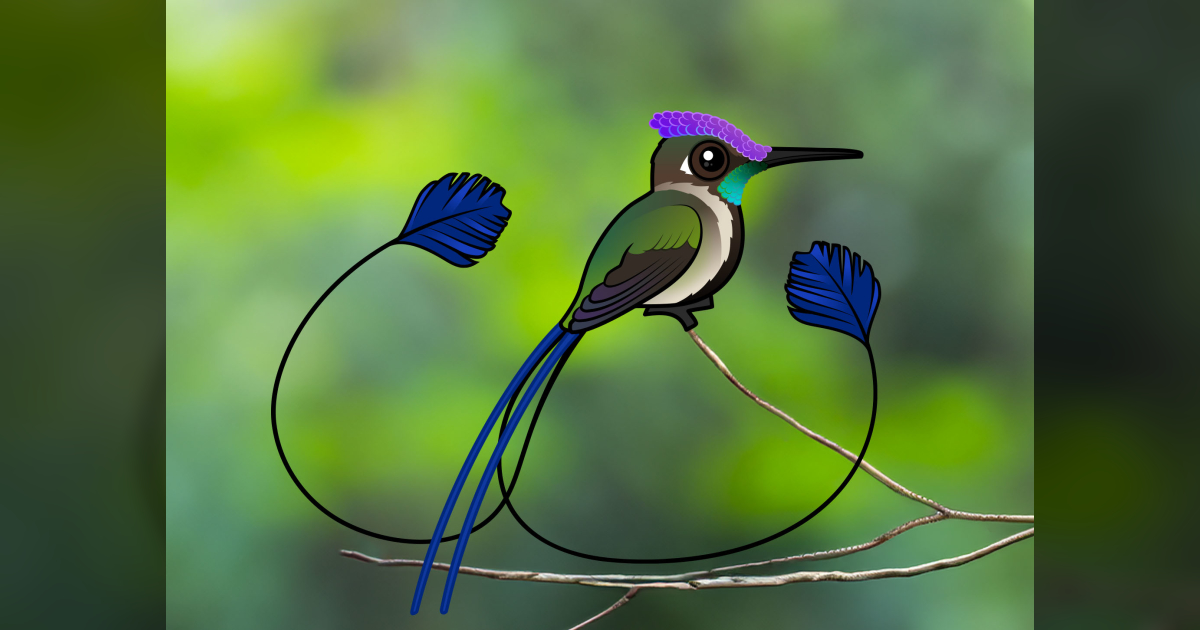 The Marvelous Spatuletail: A Tiny Bird with an Impressive Display