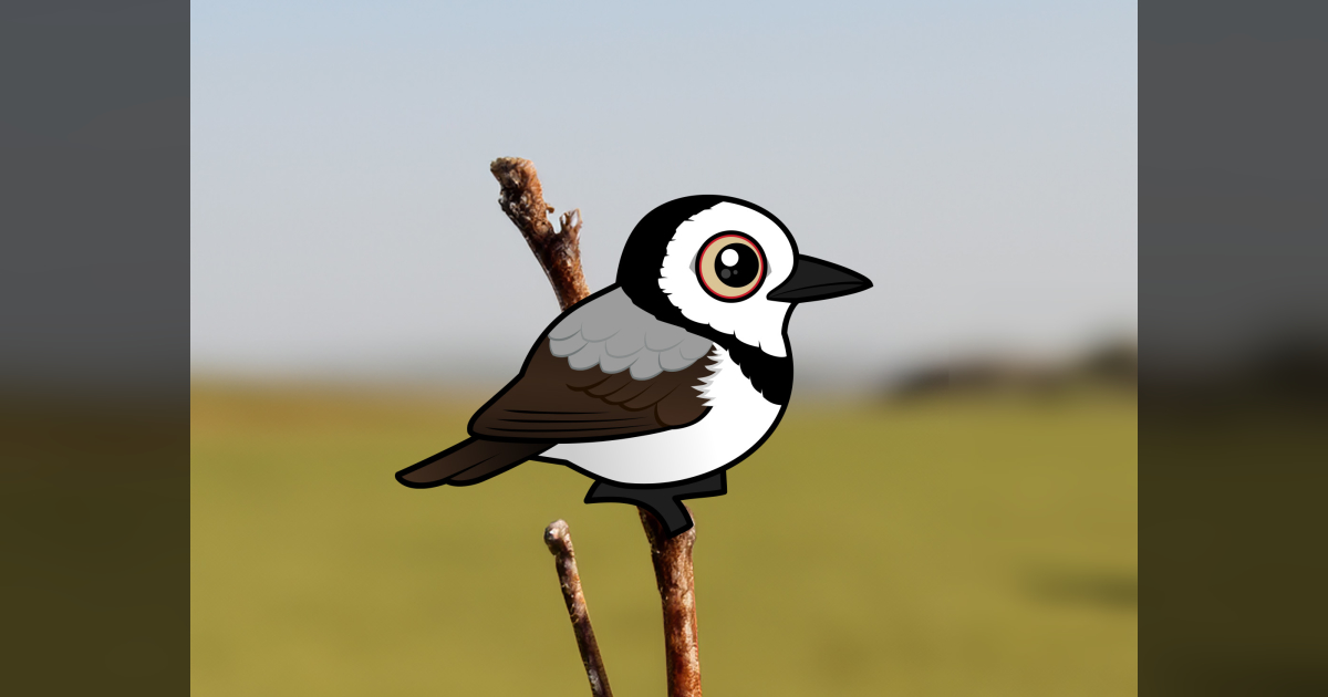 Meet the White-Fronted Chat: A Cutie from Down Under