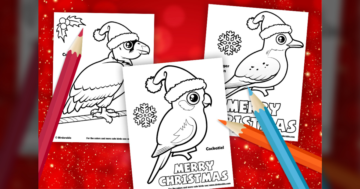 Cute Birdorable Christmas Coloring Pages