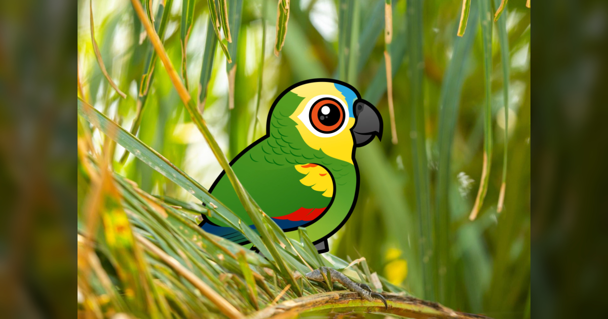 The Blue-fronted Parrot: Nature's Skilled Mimic | Birdorable Blog