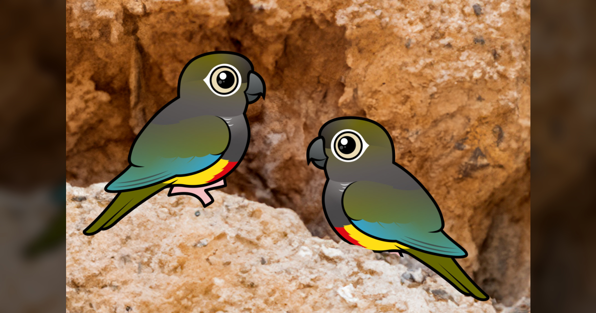 Exploring the Underground Habitats of Burrowing Parakeets
