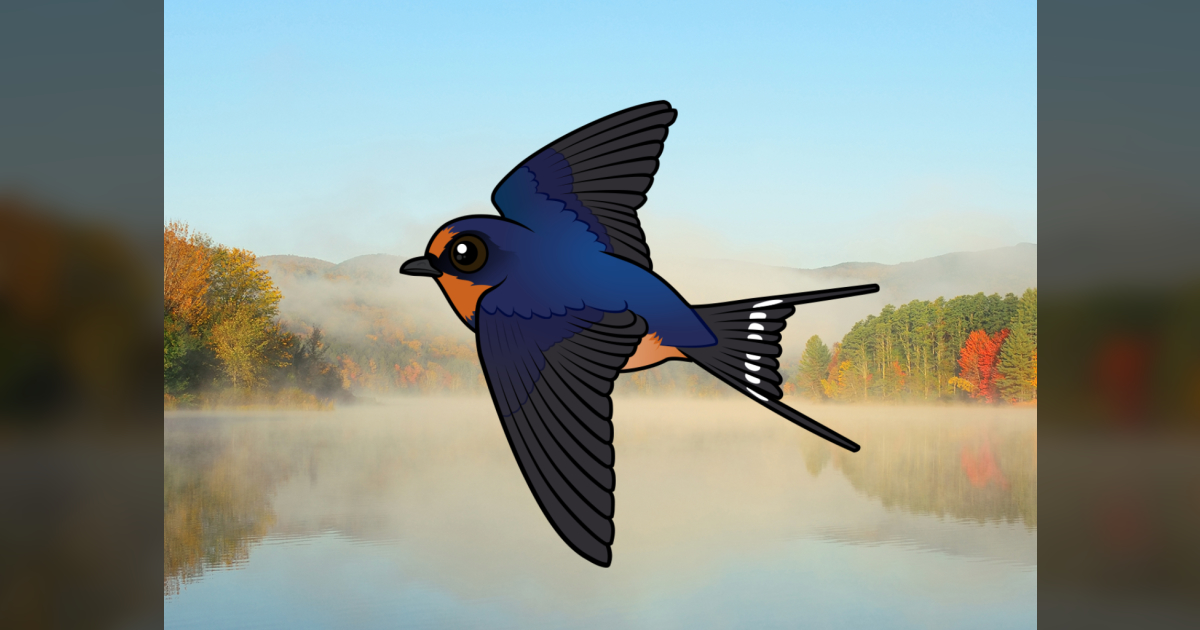 Swallow Week: Interesting Facts About Swallows