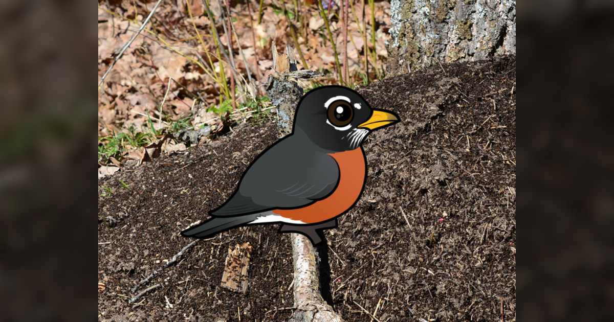 Bird Term: The Behavior of Anting in Birds