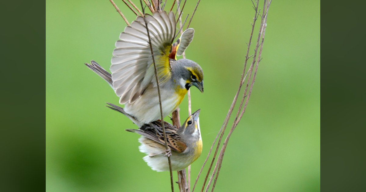 Cloaca in Birds: Purpose and Function - Birdorable Blog