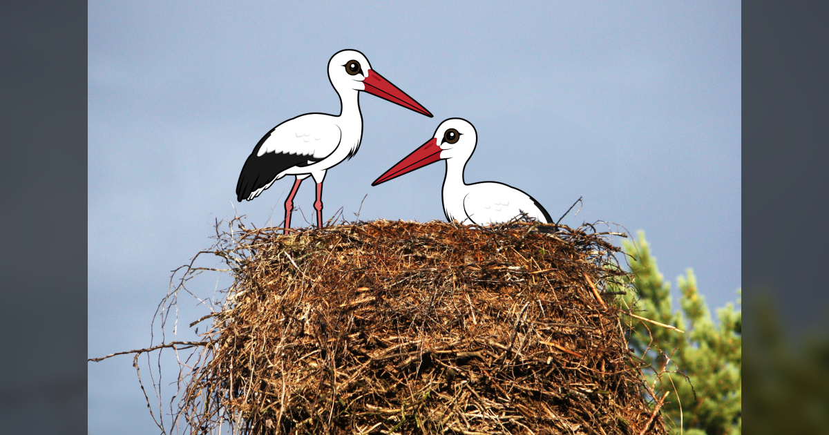 Extreme Examples of Complex Structures of Bird Nests