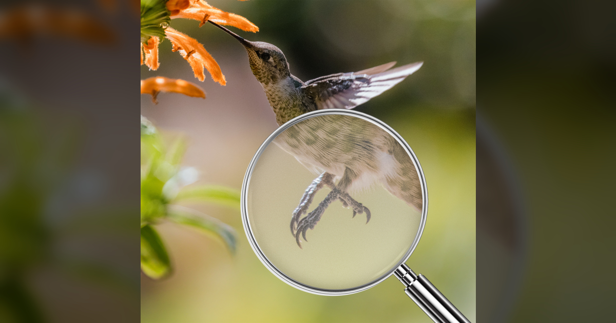 Busting a Bird Myth: Can Hummingbirds Walk?