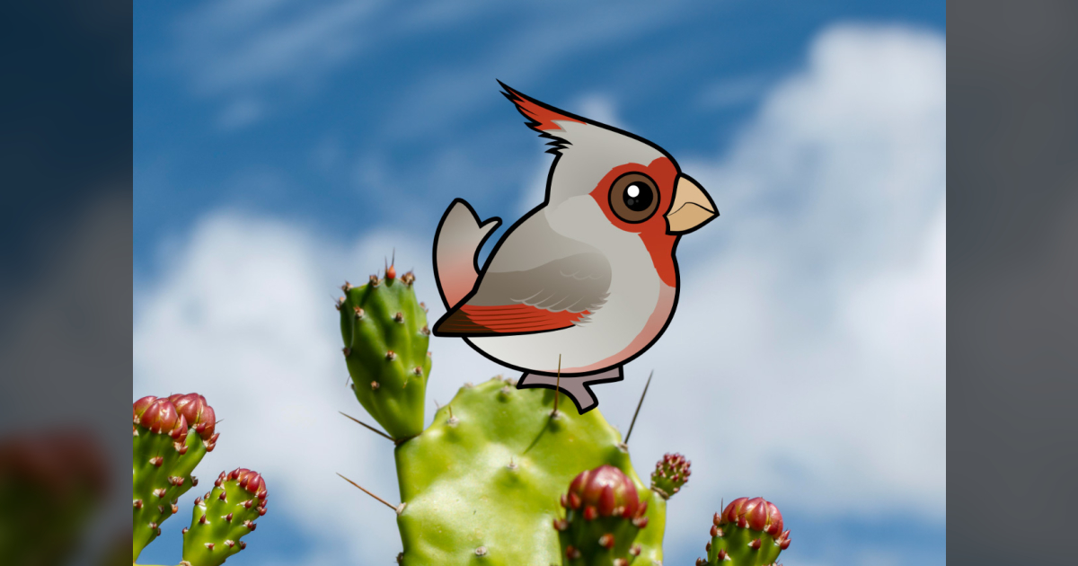 The Desert Cardinal: Interesting Insights on the Pyrrhuloxia