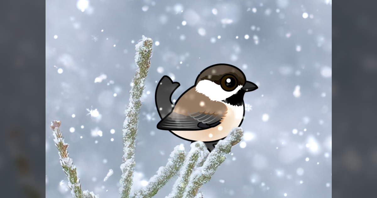 The Hardy Life of the Gray-headed Chickadee | Birdorable Blog