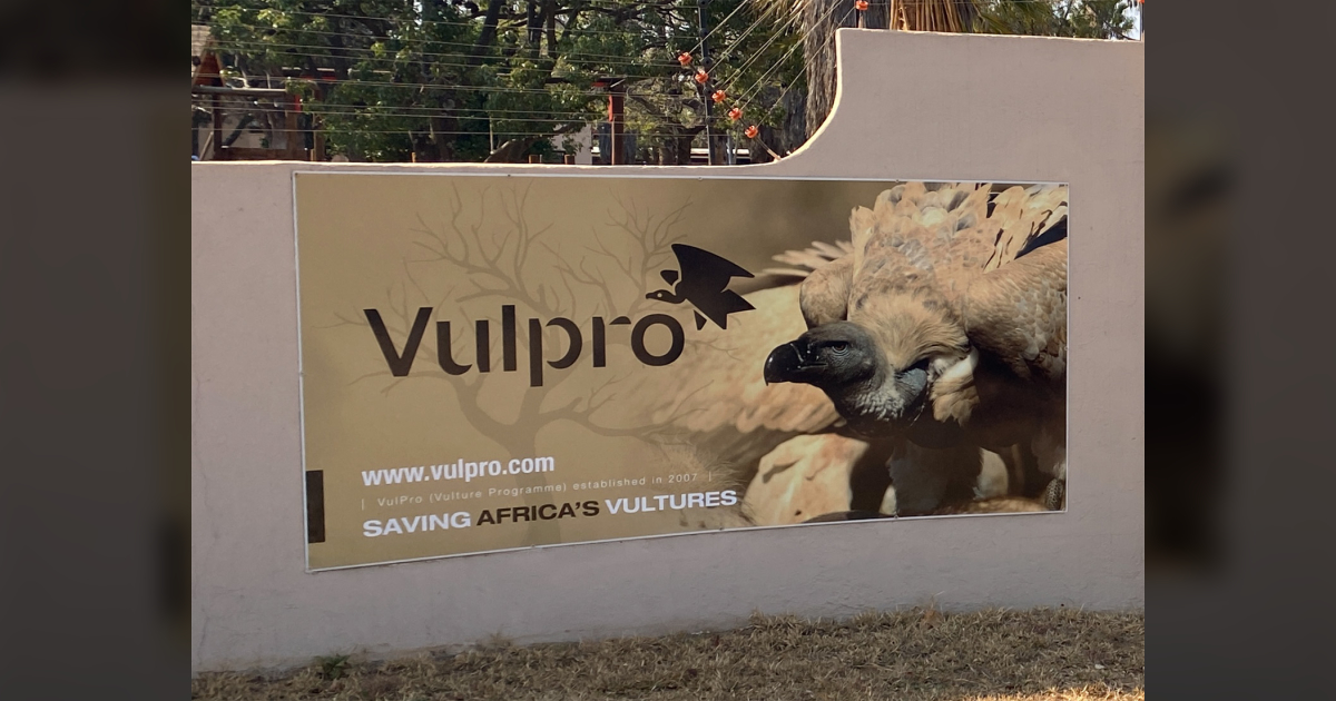 Birdorable Visits Vulpro | Photos from 2023 Vulture Day